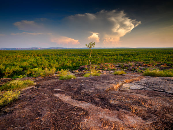 Single Tree Storms - Cam Blake Photography